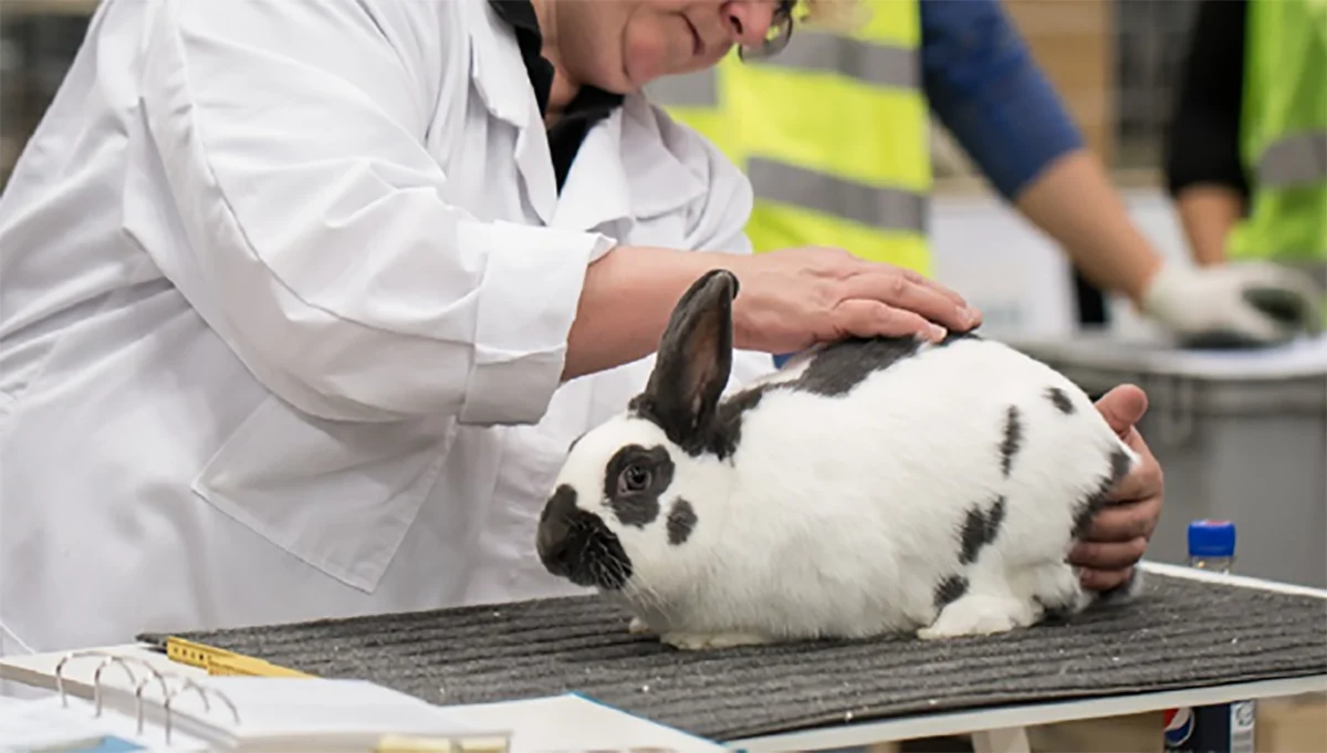 Animal Testing Reduction offered by AI: Updates on AI & Technology